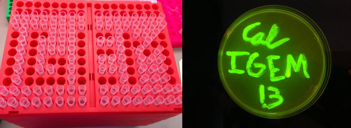 igem_Signs – Dueber Lab at UC Berkeley